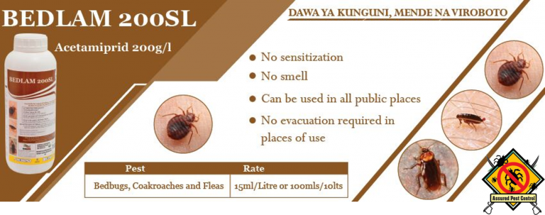 BedBugs Control – Assured Pest Control
