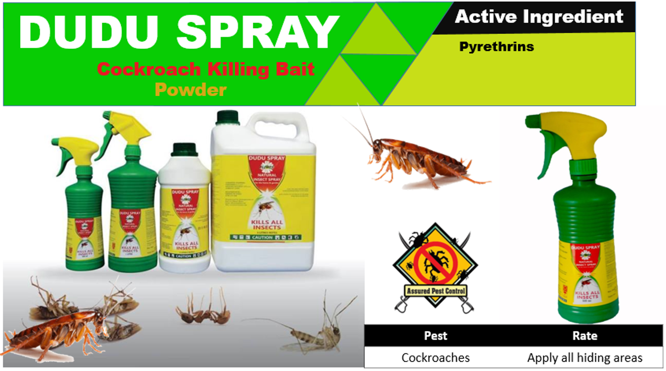 CockRoaches Control – Assured Pest Control