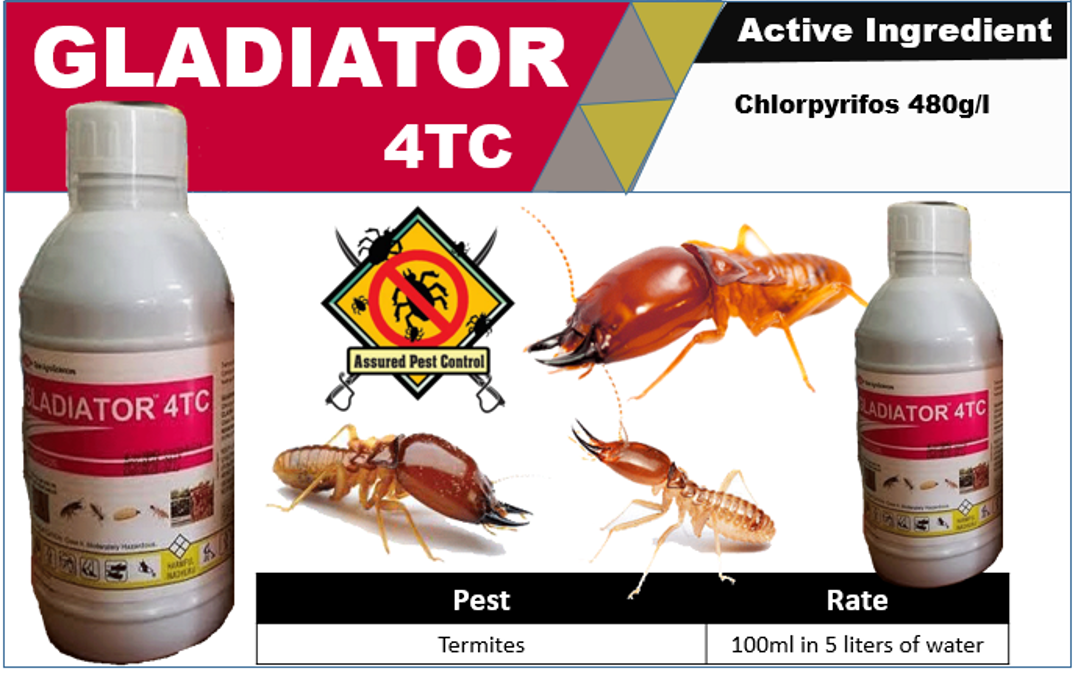 Termites Control – Assured Pest Control