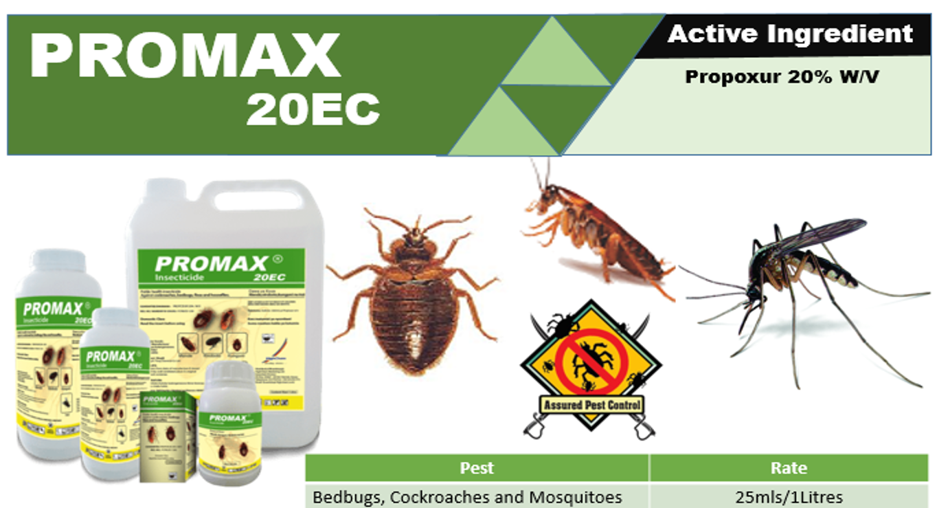 BedBugs Control – Assured Pest Control