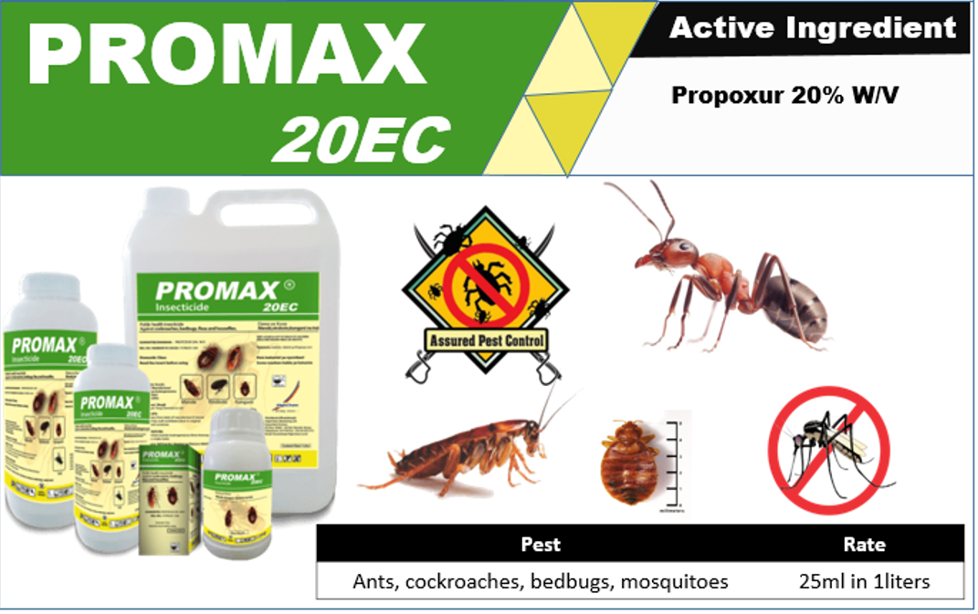 Ants Control – Assured Pest Control