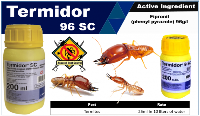 Termites Control – Assured Pest Control