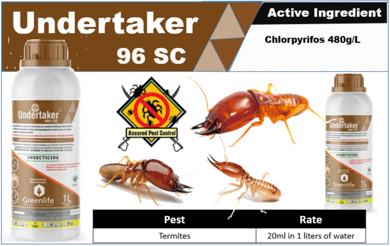 Termites Control – Assured Pest Control