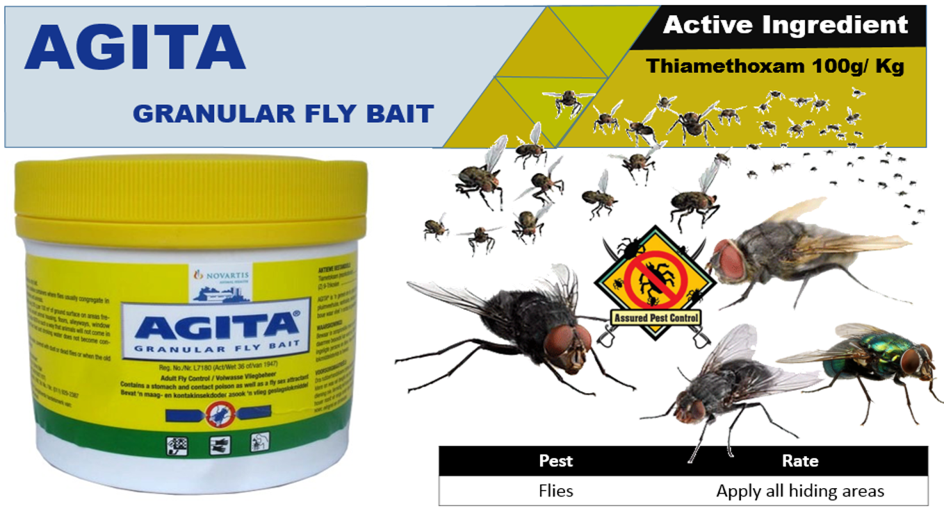 Flies Control – Assured Pest Control