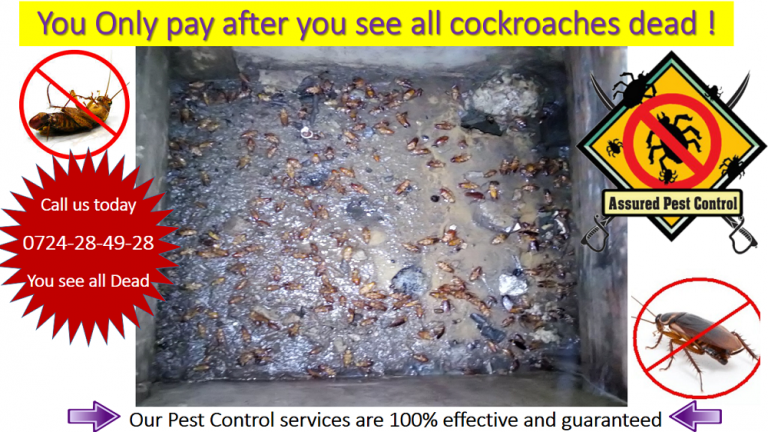 Cockroaches Treatment – Assured Pest Control